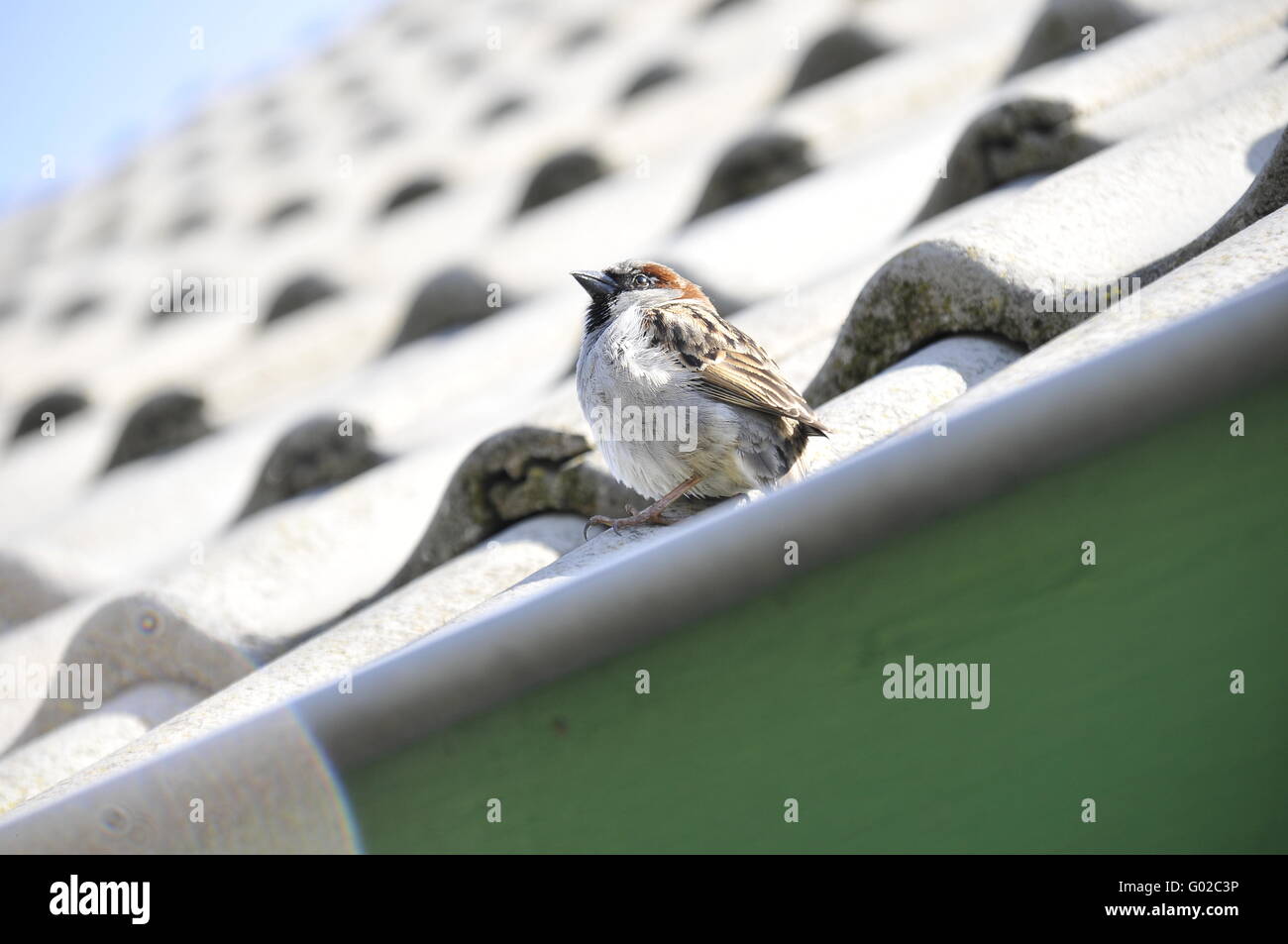 sparrow on the roof Stock Photo - Alamy