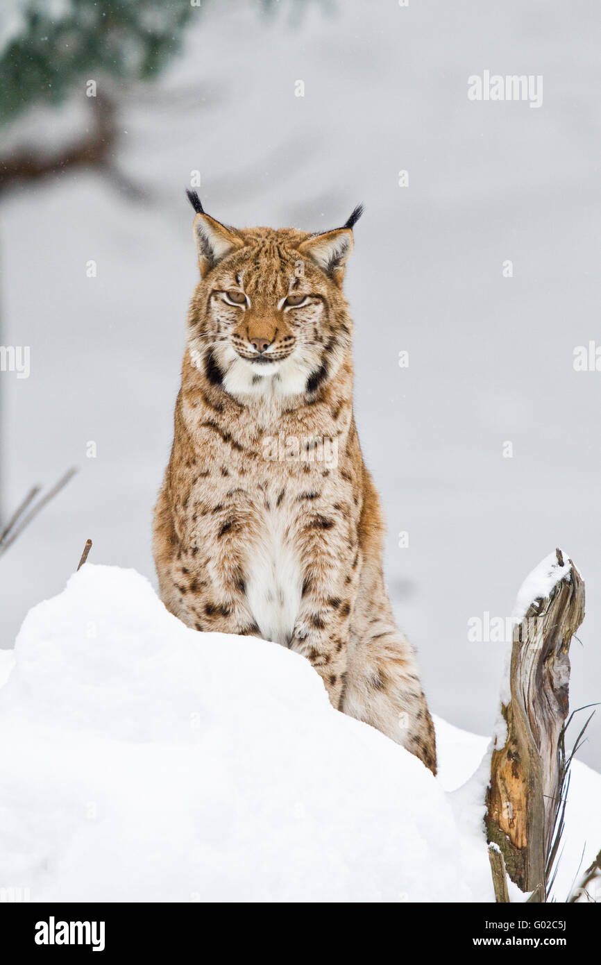 lynx in snow Stock Photo - Alamy