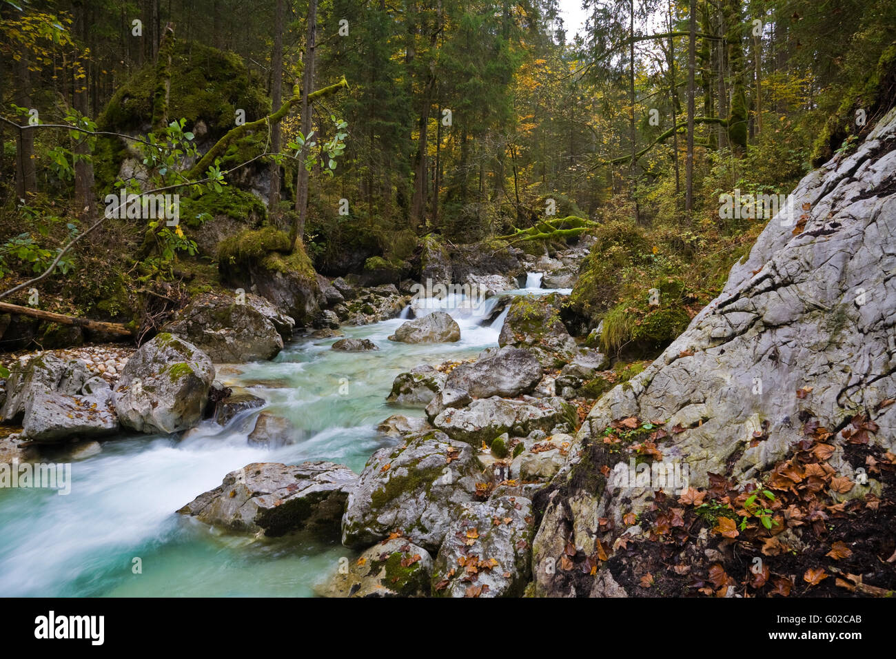 Ramsauer Ache in the enchanted forest Stock Photo - Alamy