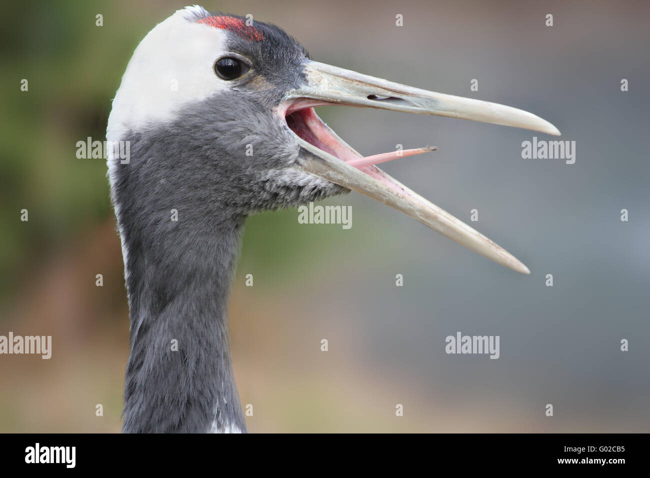 Cranes head hi-res stock photography and images - Alamy