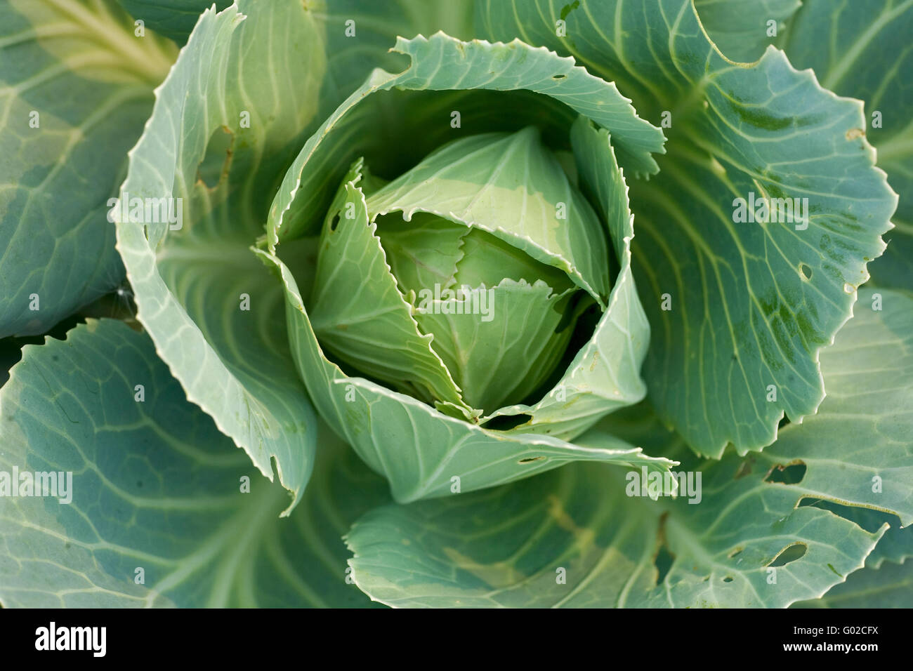 Close-up of Cabbage Growing in Field Stock Photo - Alamy