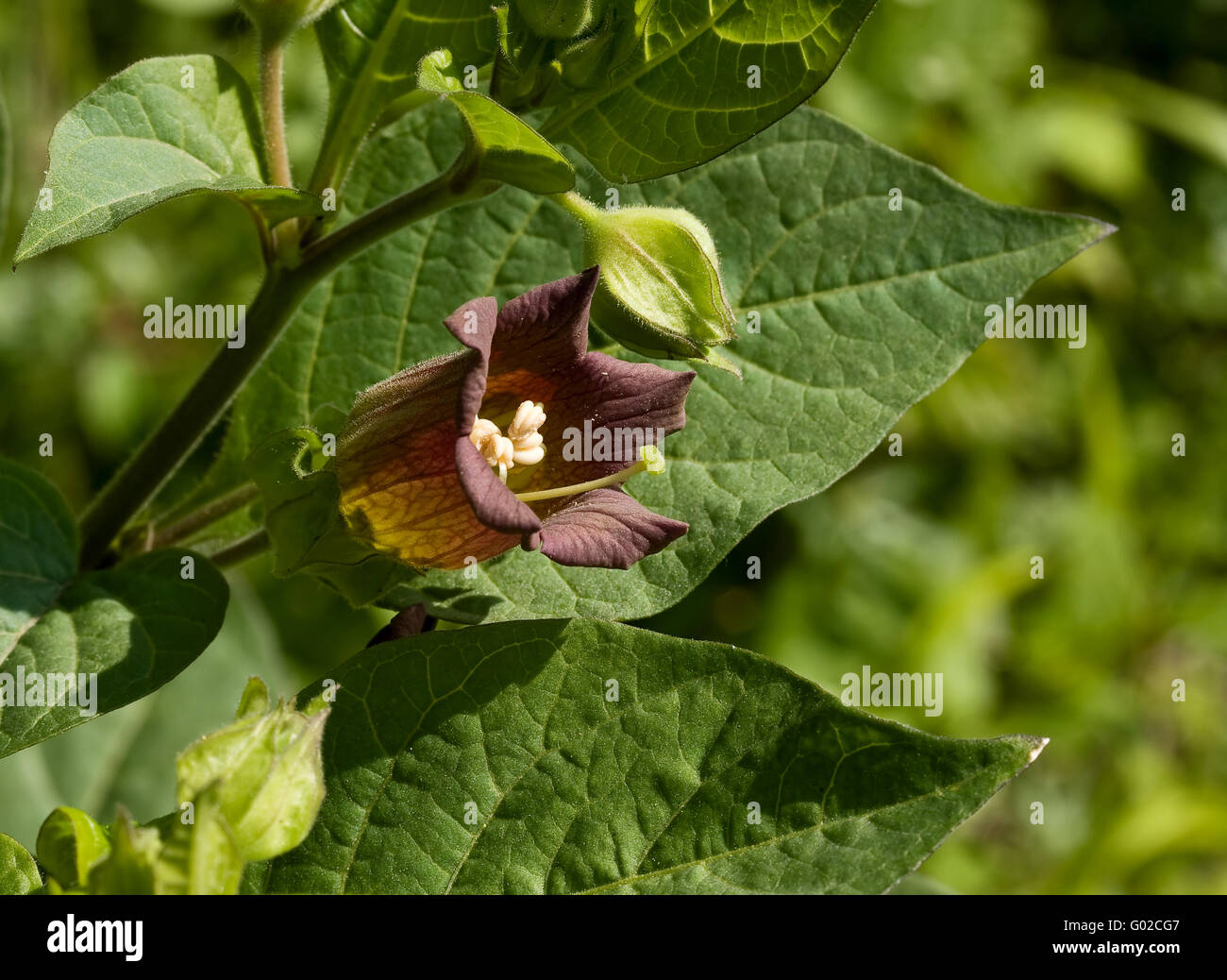 Folklore remedy hi-res stock photography and images - Alamy
