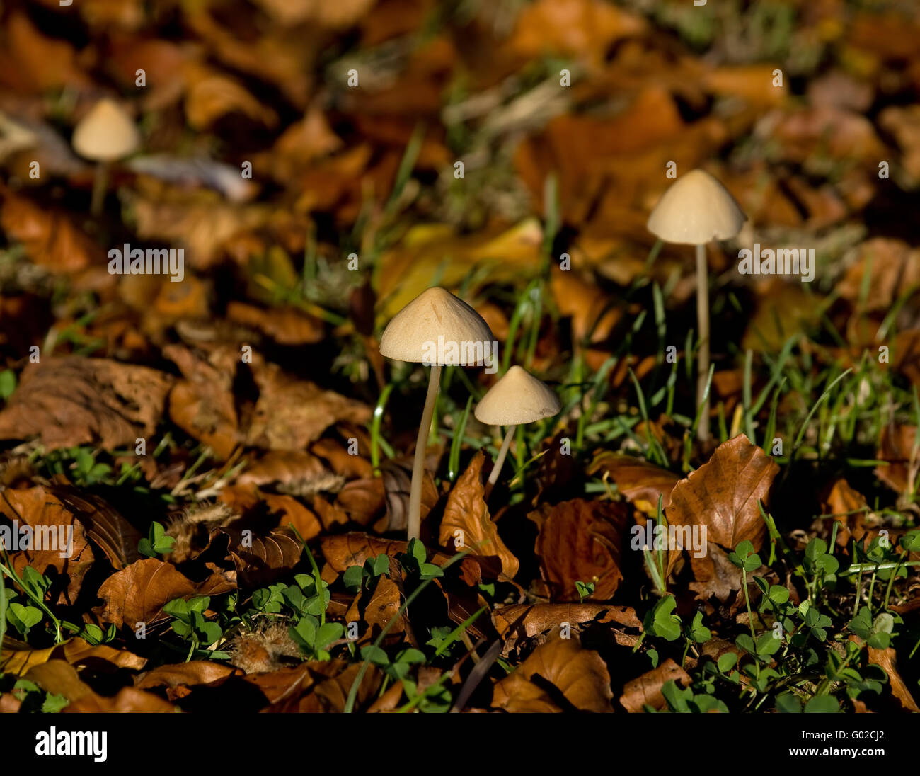 Toadstools in grass hi-res stock photography and images - Alamy