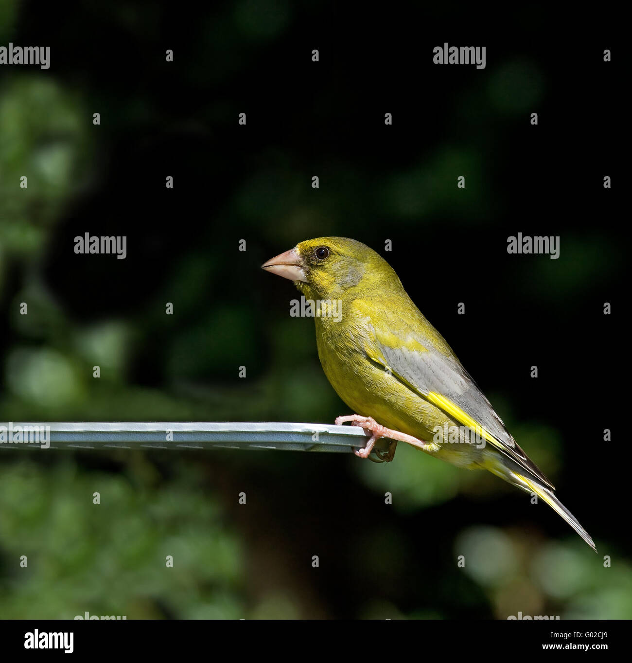 Greenfinch with seed in bill on feeder hi-res stock photography and ...