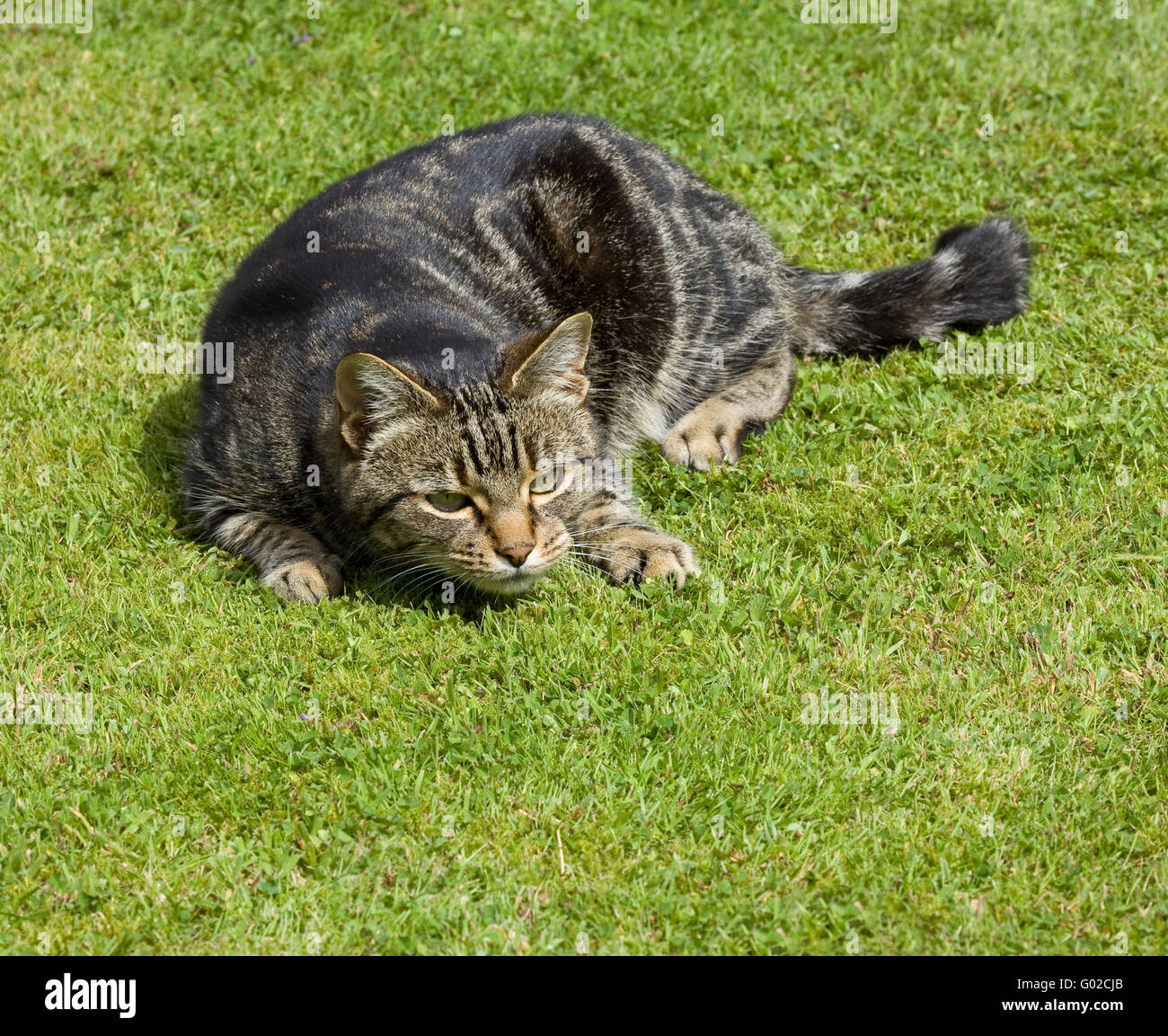 Cat watching prey Stock Photo - Alamy