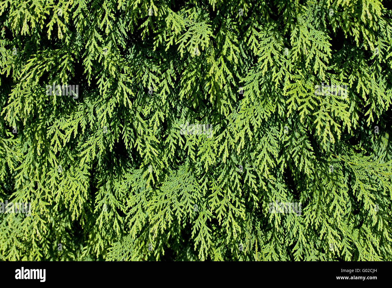 Hedge Texture 1 background Stock Photo - Alamy