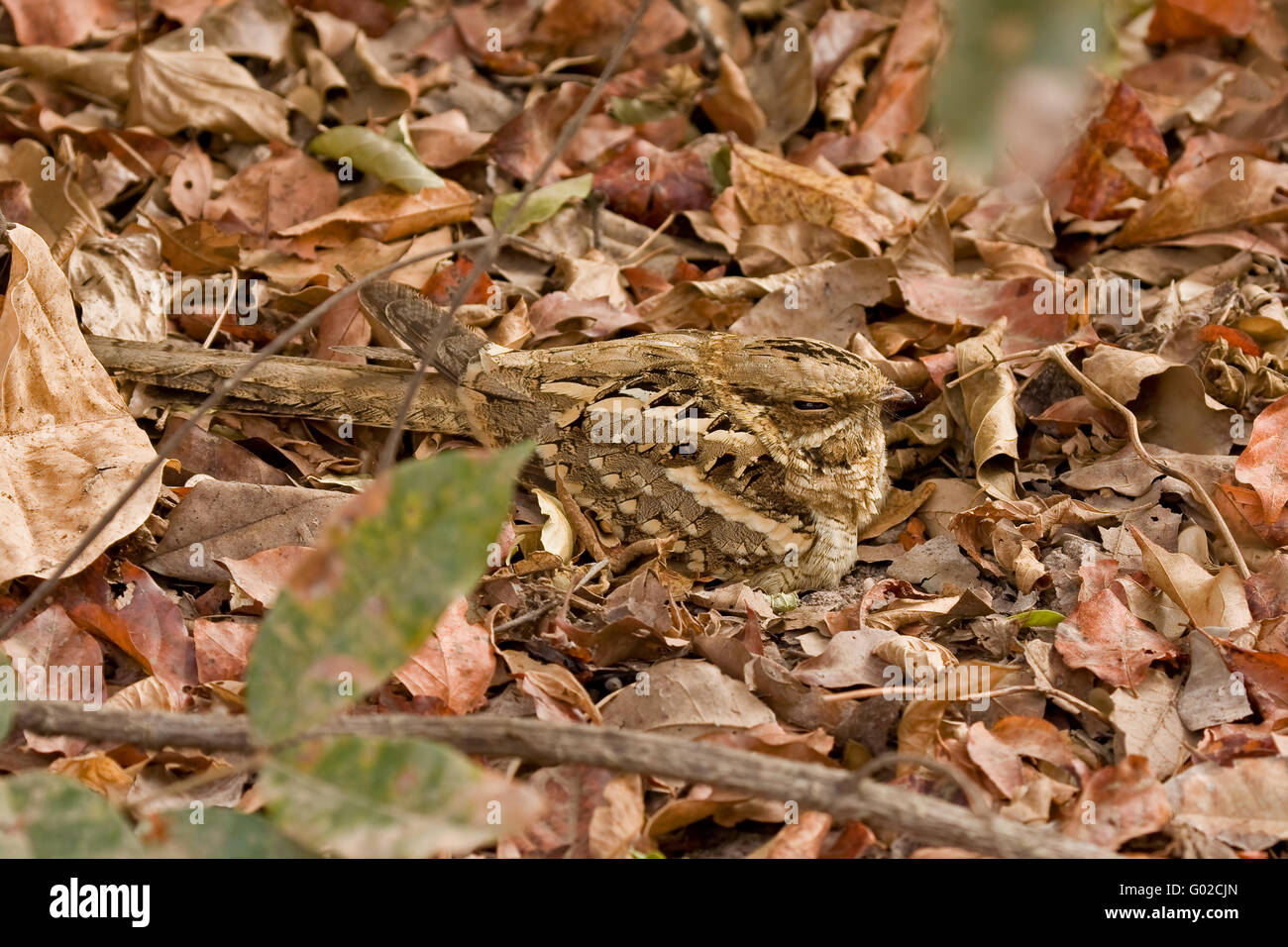 Long Tailed Nightjar Stock Photos & Long Tailed Nightjar Stock Images ...