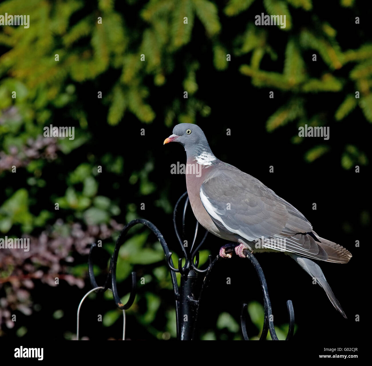 Large pigeon hi-res stock photography and images - Alamy