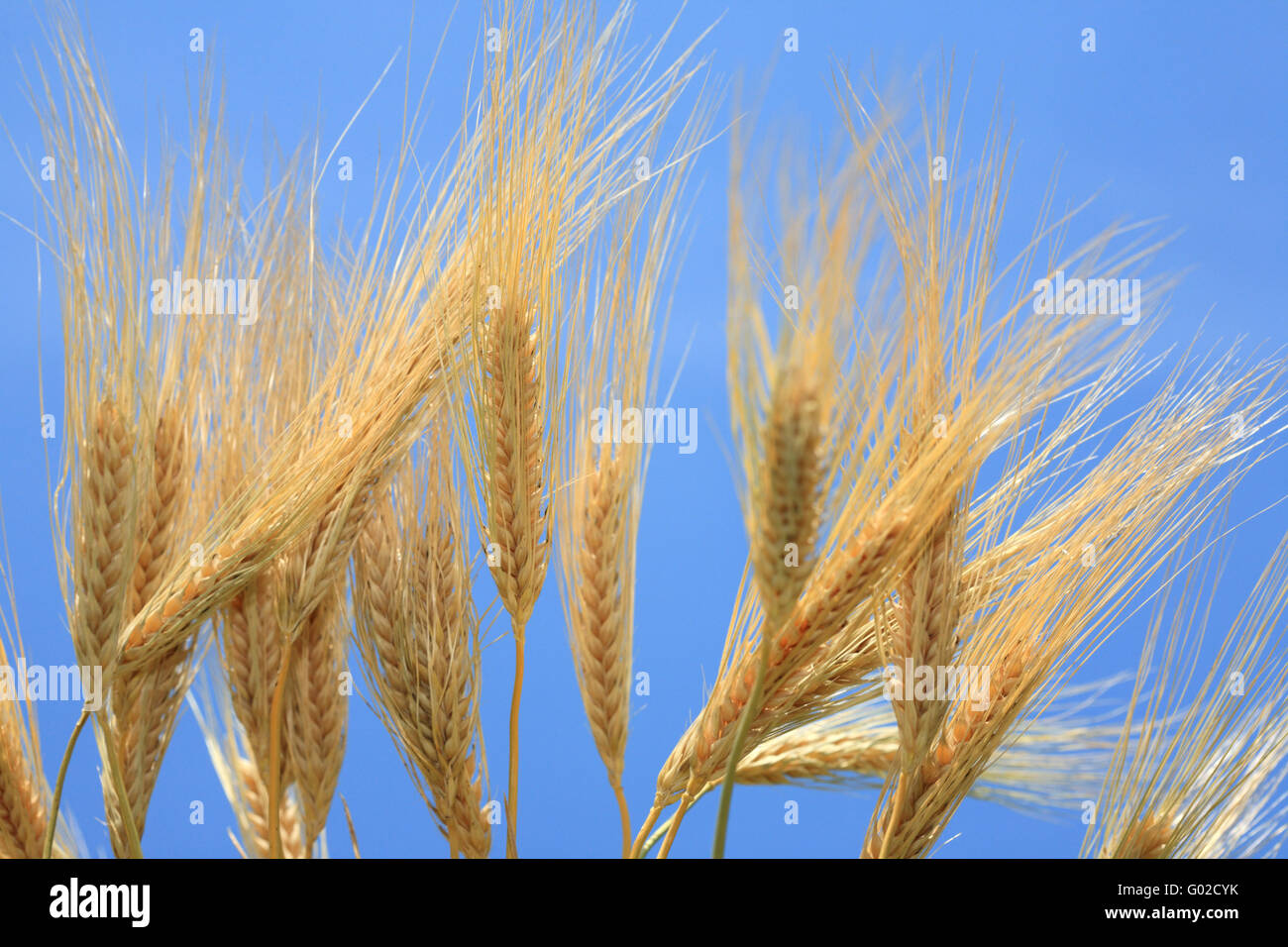 Healthy stem hi-res stock photography and images - Alamy