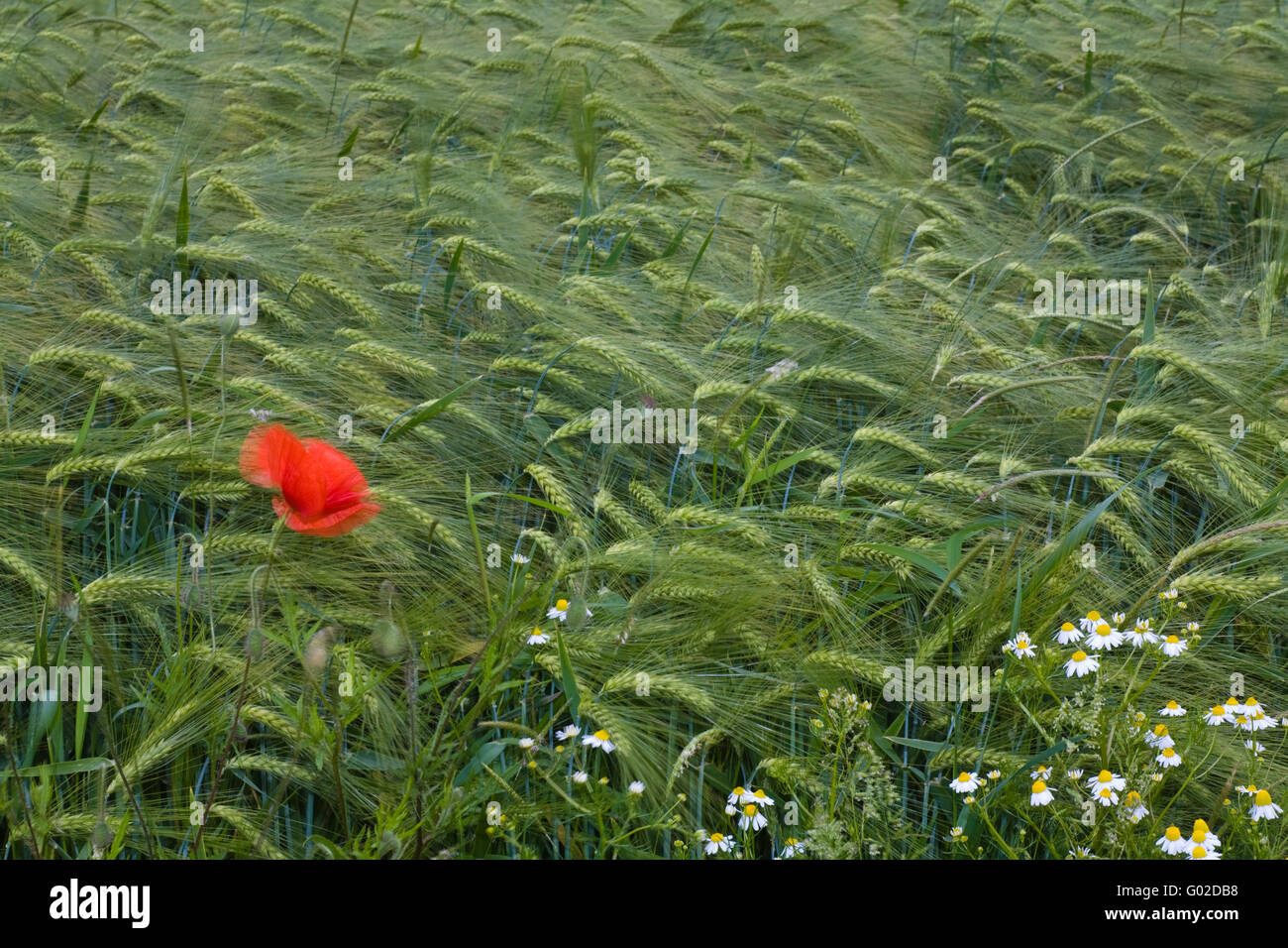 Landscape field edge ears hi-res stock photography and images - Alamy