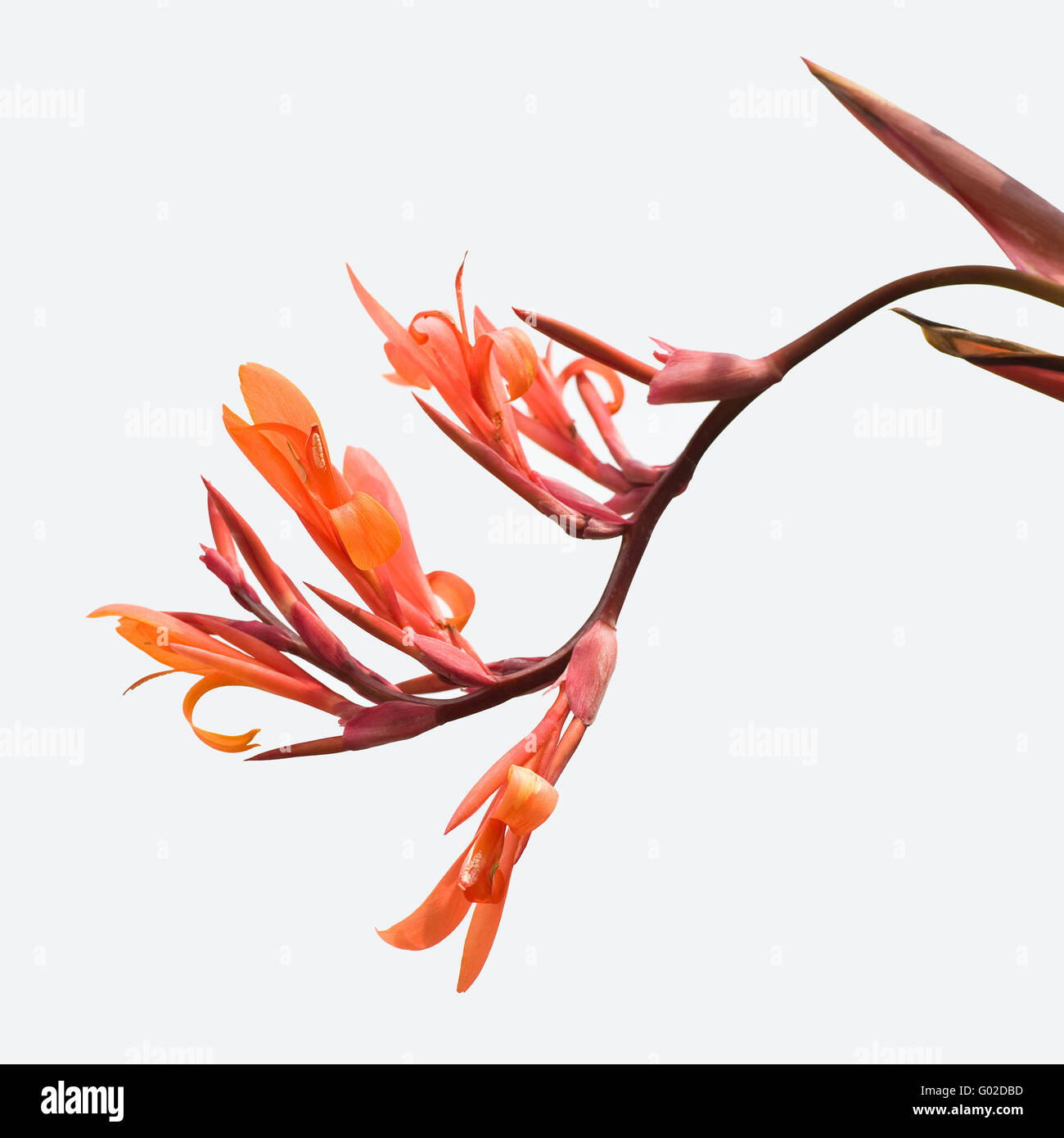 Indian pipe plants hi-res stock photography and images - Alamy