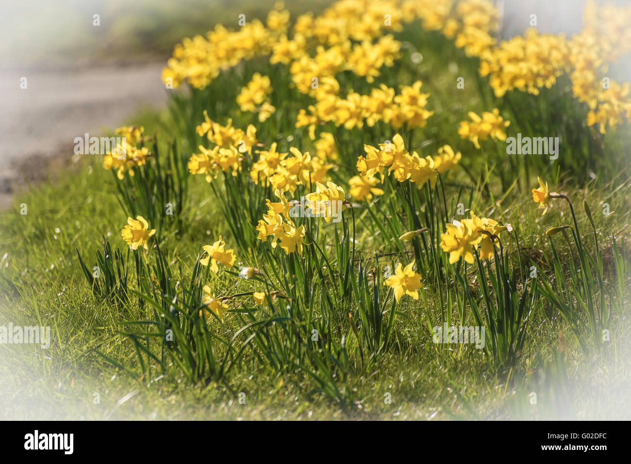 Early spring sunshine hi-res stock photography and images - Alamy
