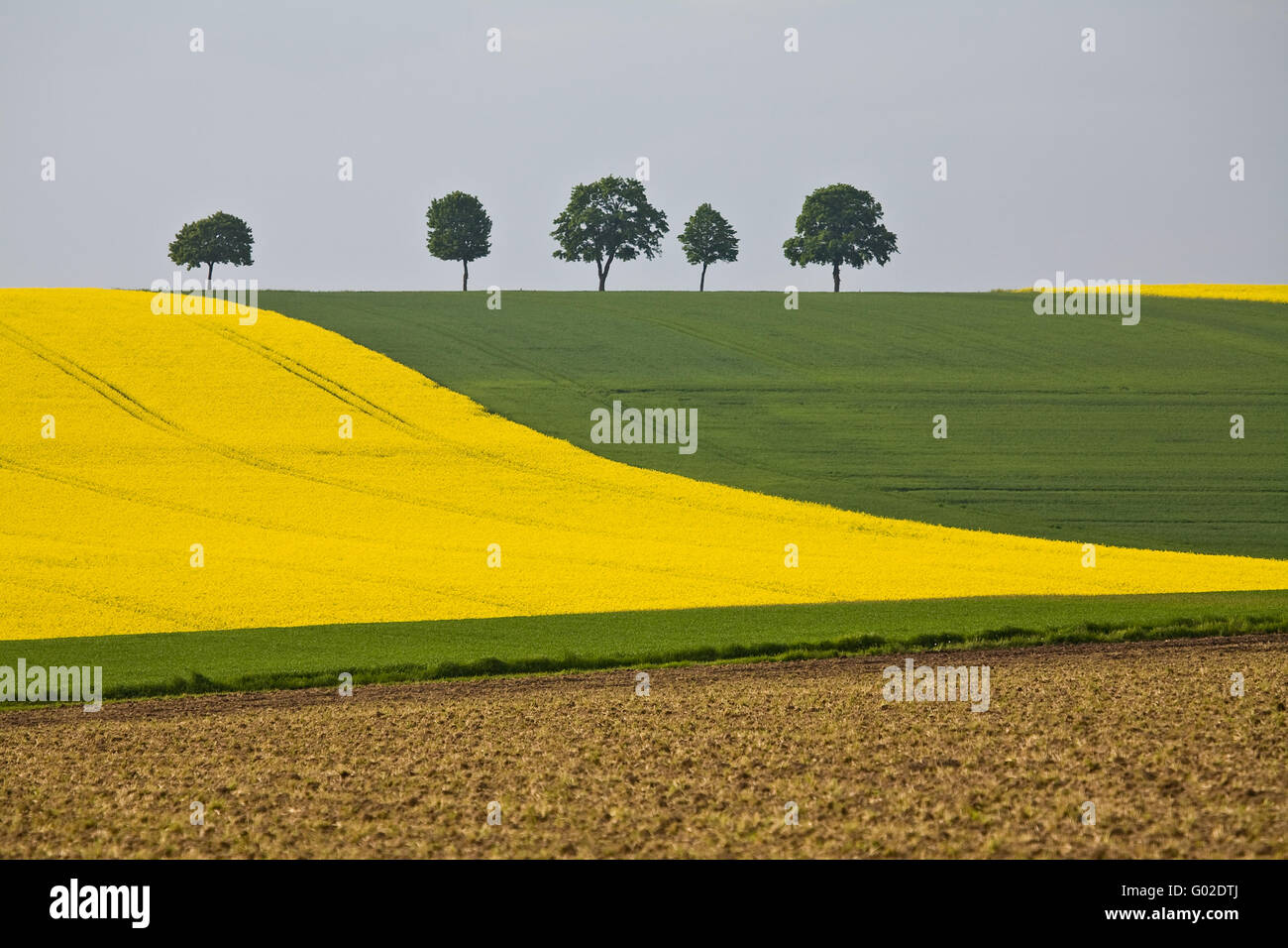 Canola and corn fields in the Soest Stock Photo - Alamy