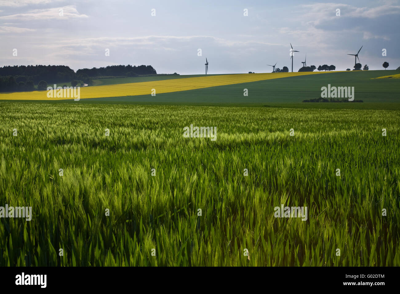 Canola and corn fields in the Soest Stock Photo - Alamy