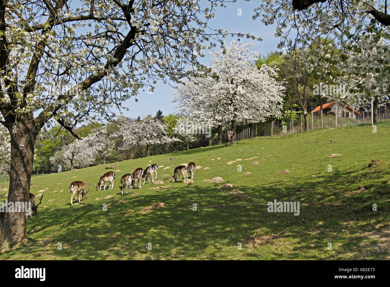 Spring landscape with cherry trees and deer in April, Hagen, Lower ...