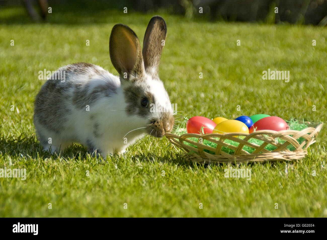 Hasen osterhasen hi-res stock photography and images - Alamy