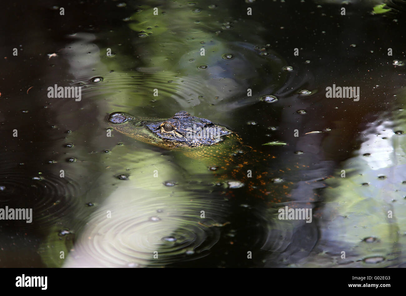 Small gator in the creek, Florida, USA Stock Photo - Alamy
