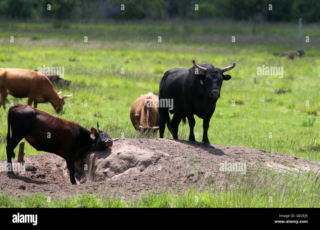 Livestock, Bulls and Cattle on a dirt or sand pile in field in dry ...