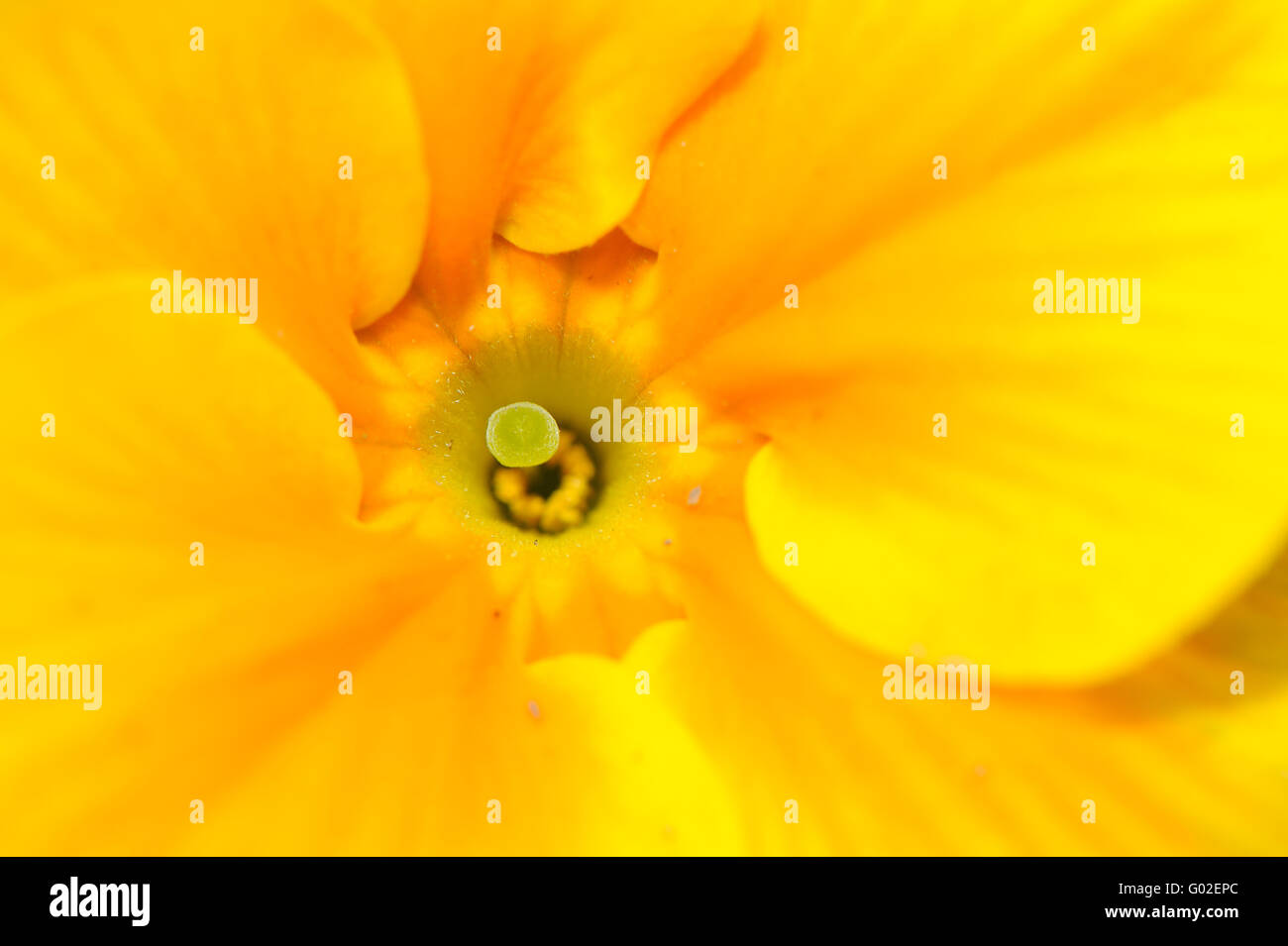 Yellow stamen macro hi-res stock photography and images - Alamy