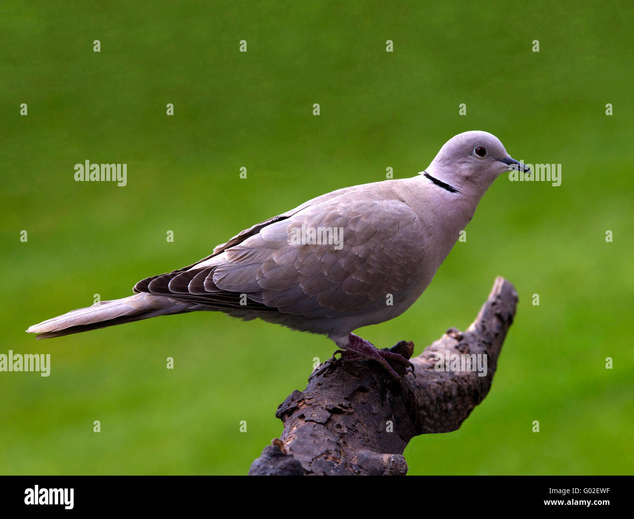 Collared dove and branch hi-res stock photography and images - Alamy