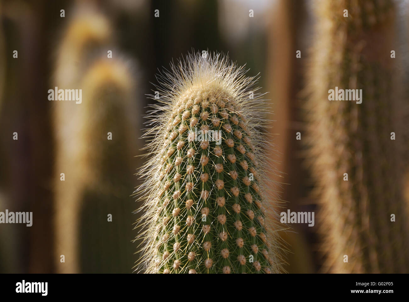 Sunny cactus hi-res stock photography and images - Alamy