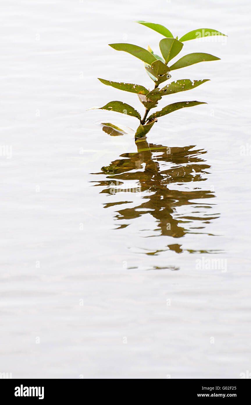 Salt mangrove leaf hi-res stock photography and images - Alamy