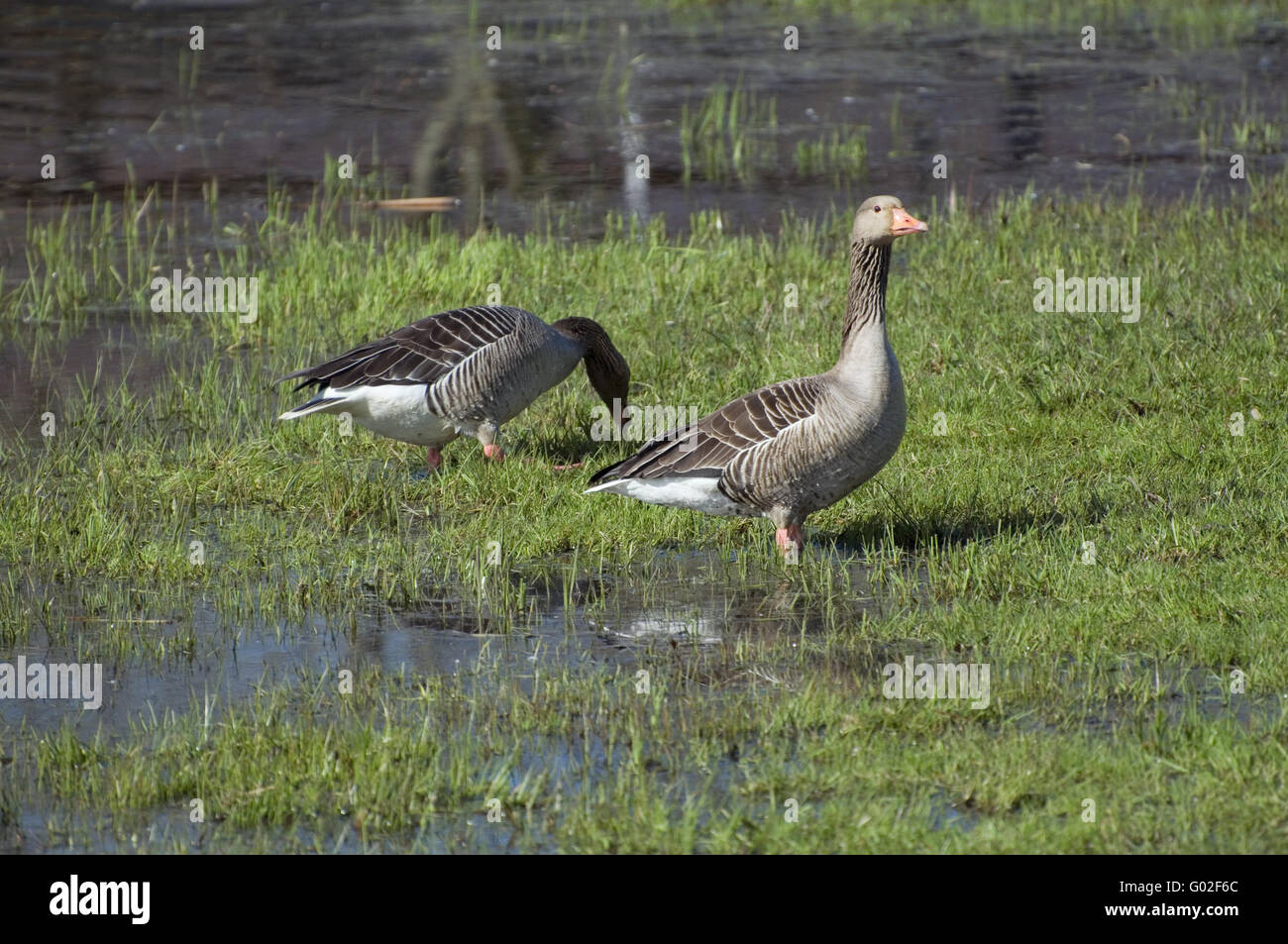 Grey goose hi-res stock photography and images - Alamy