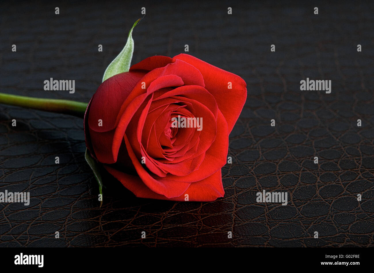 Pure passion hi-res stock photography and images - Alamy