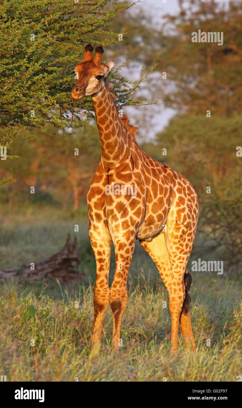 young giraffe at morning sun in south africa Stock Photo - Alamy