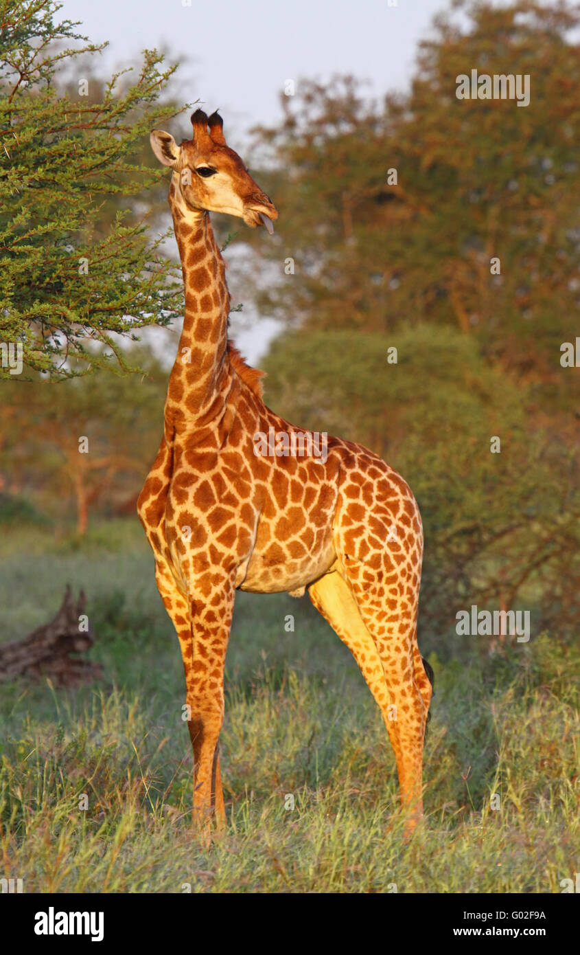 young giraffe at morning sun in south africa Stock Photo - Alamy