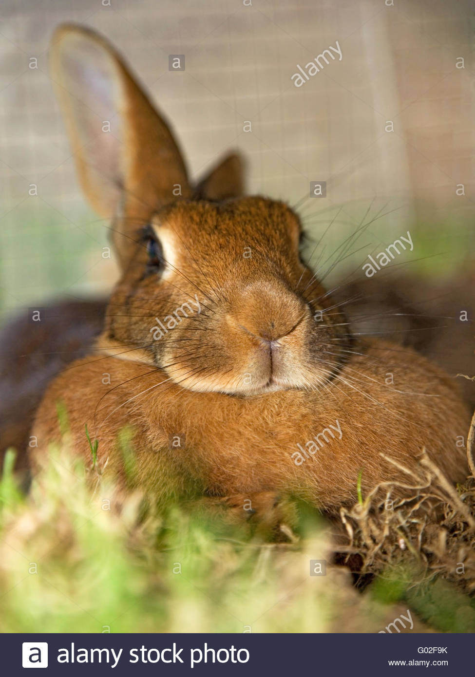 Thumper Rabbit Stock Photos & Thumper Rabbit Stock Images - Alamy