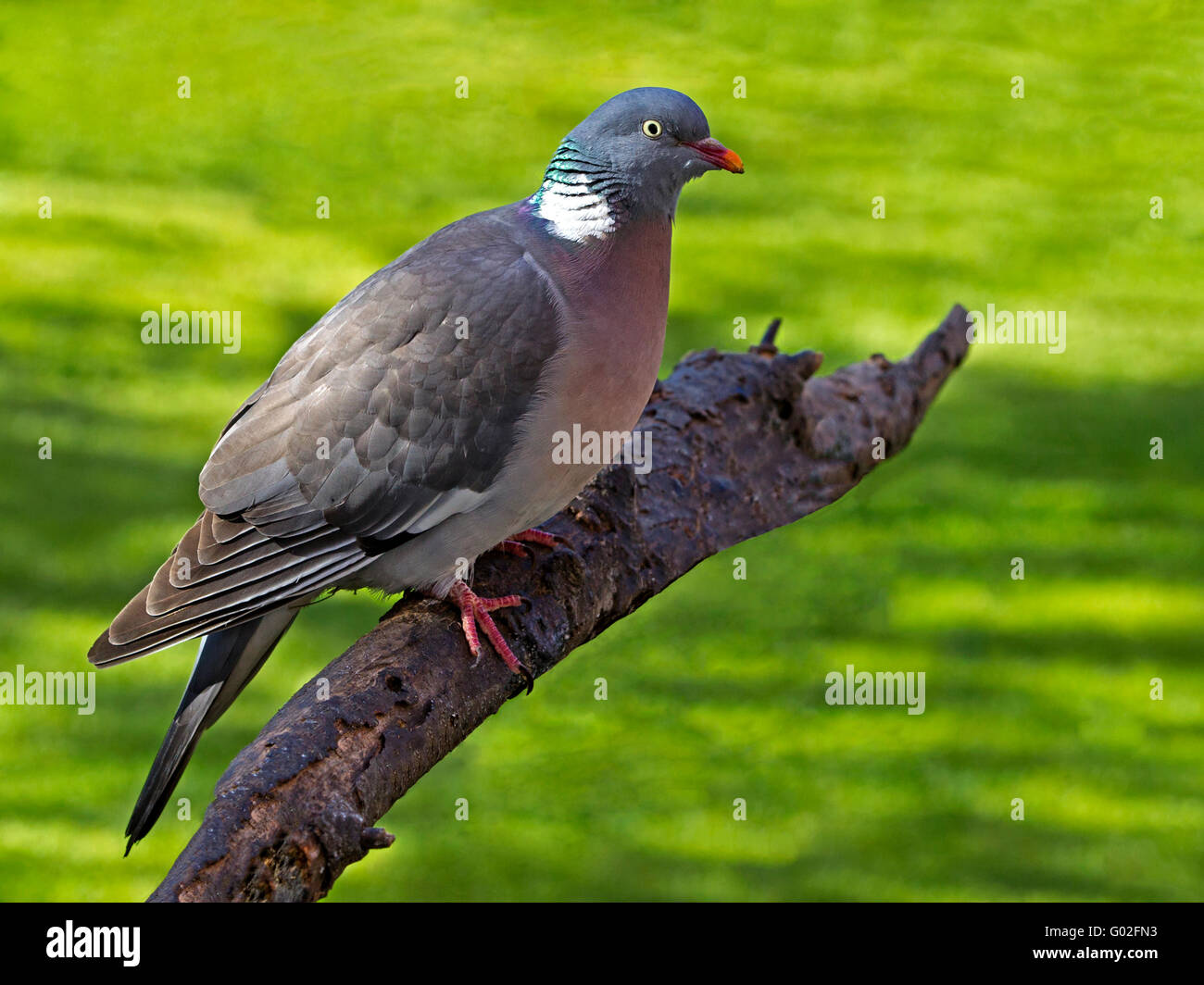 Common wood pigeon on branch hi-res stock photography and images - Alamy