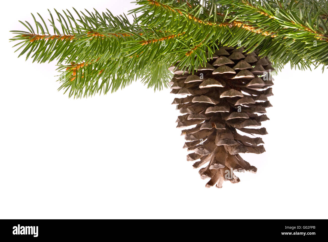 Branch with cone isolated on a white background Stock Photo - Alamy