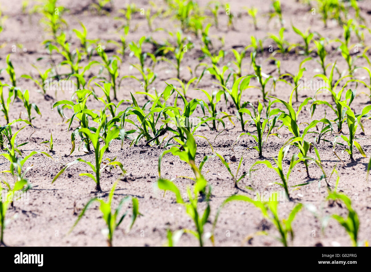 corn field. Spring Stock Photo - Alamy