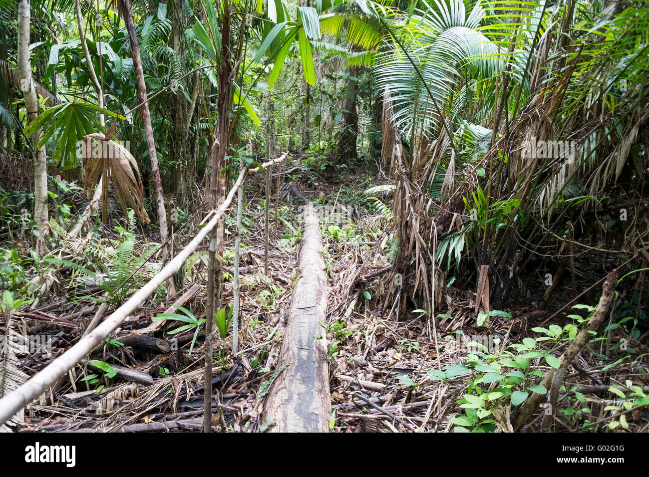The trek and wooden stepping made by Mentawai tribe Stock Photo - Alamy