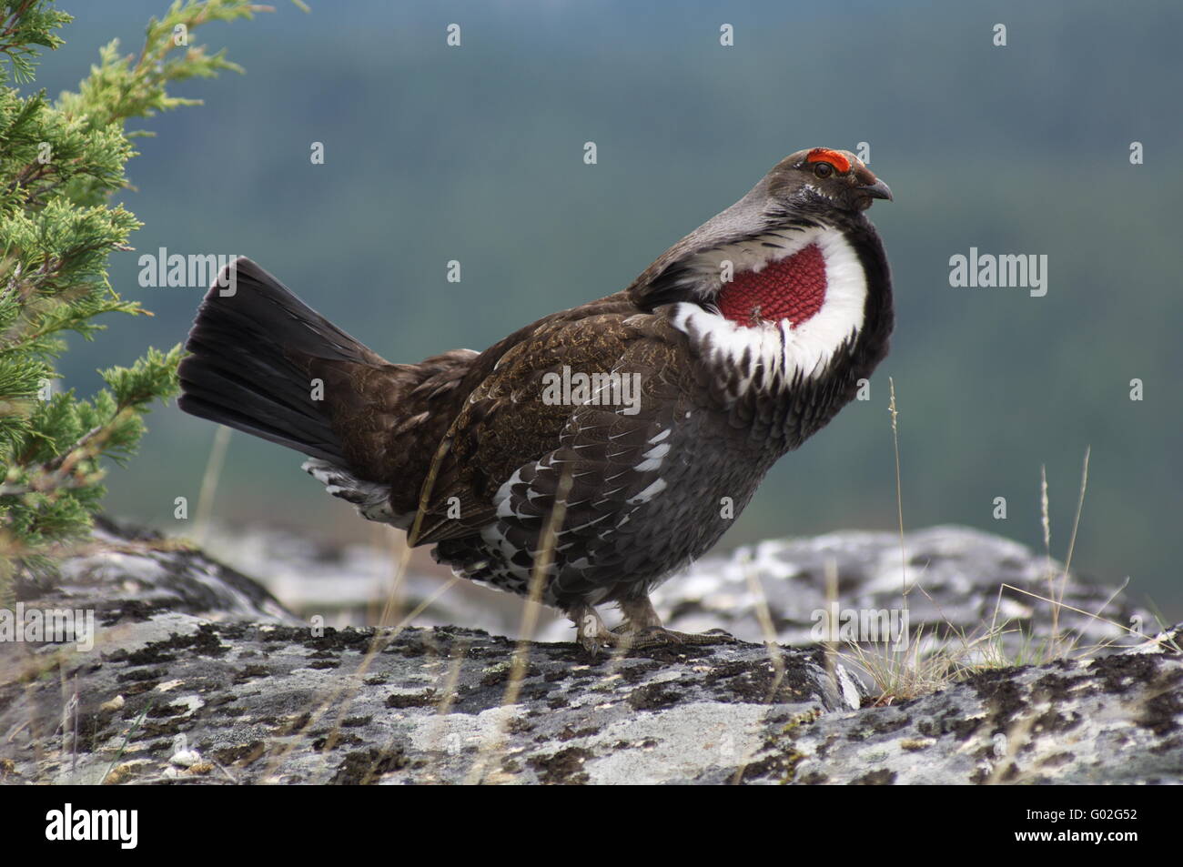 Blue Grouse Stock Photos & Blue Grouse Stock Images - Alamy