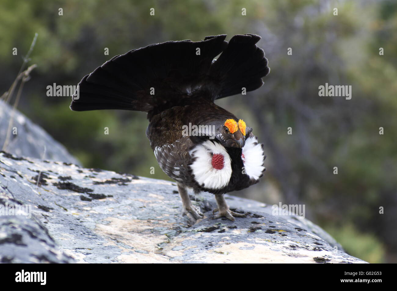 Male Blue Grouse Stock Photo - Alamy