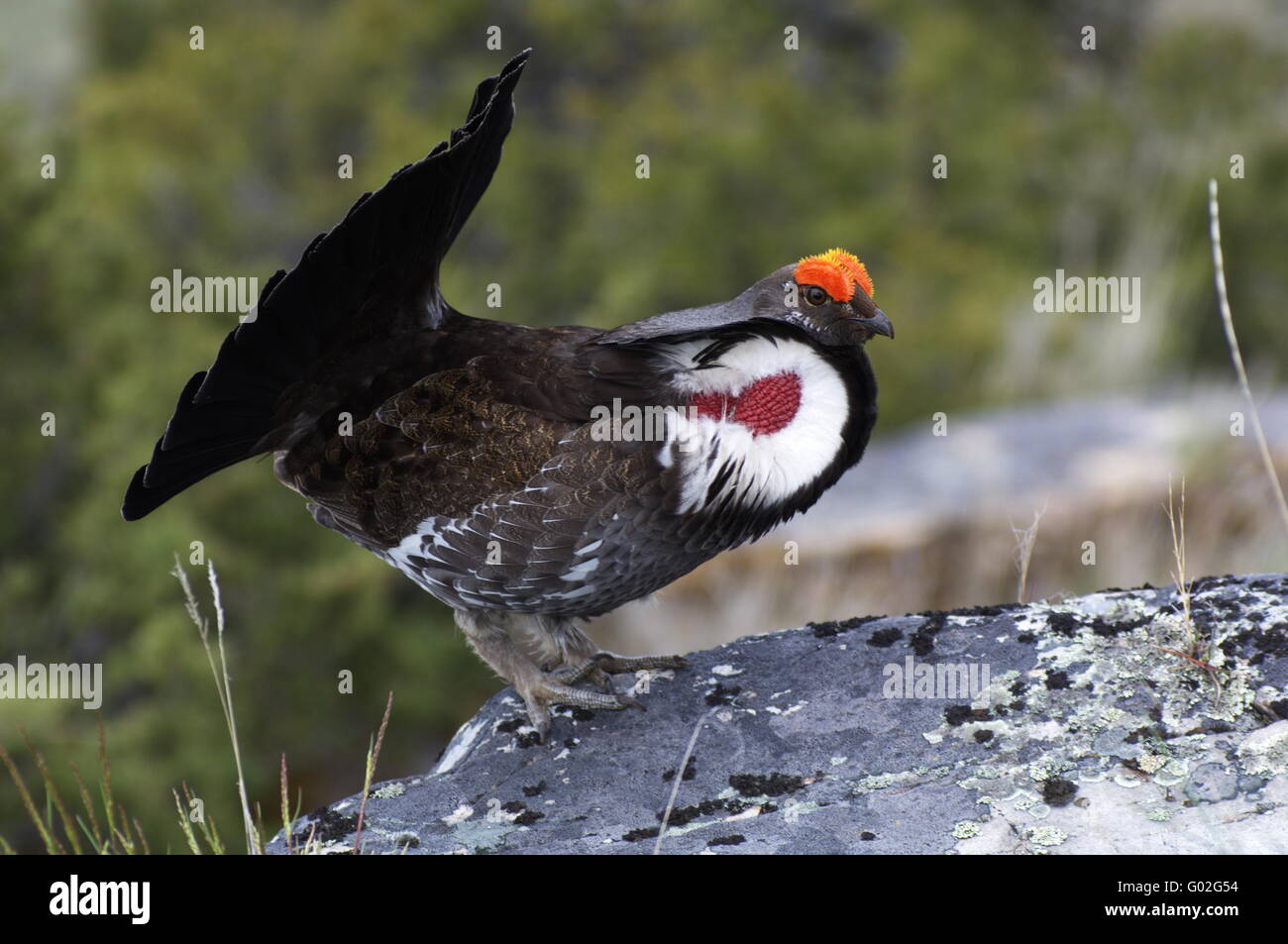 Blue grouse hi-res stock photography and images - Alamy