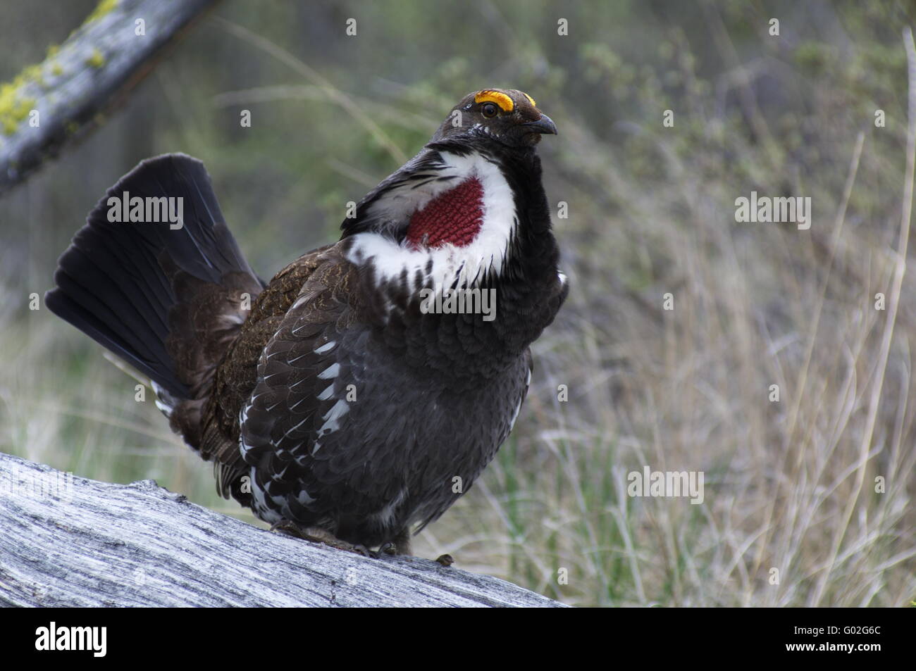 Male Blue Grouse Stock Photo - Alamy
