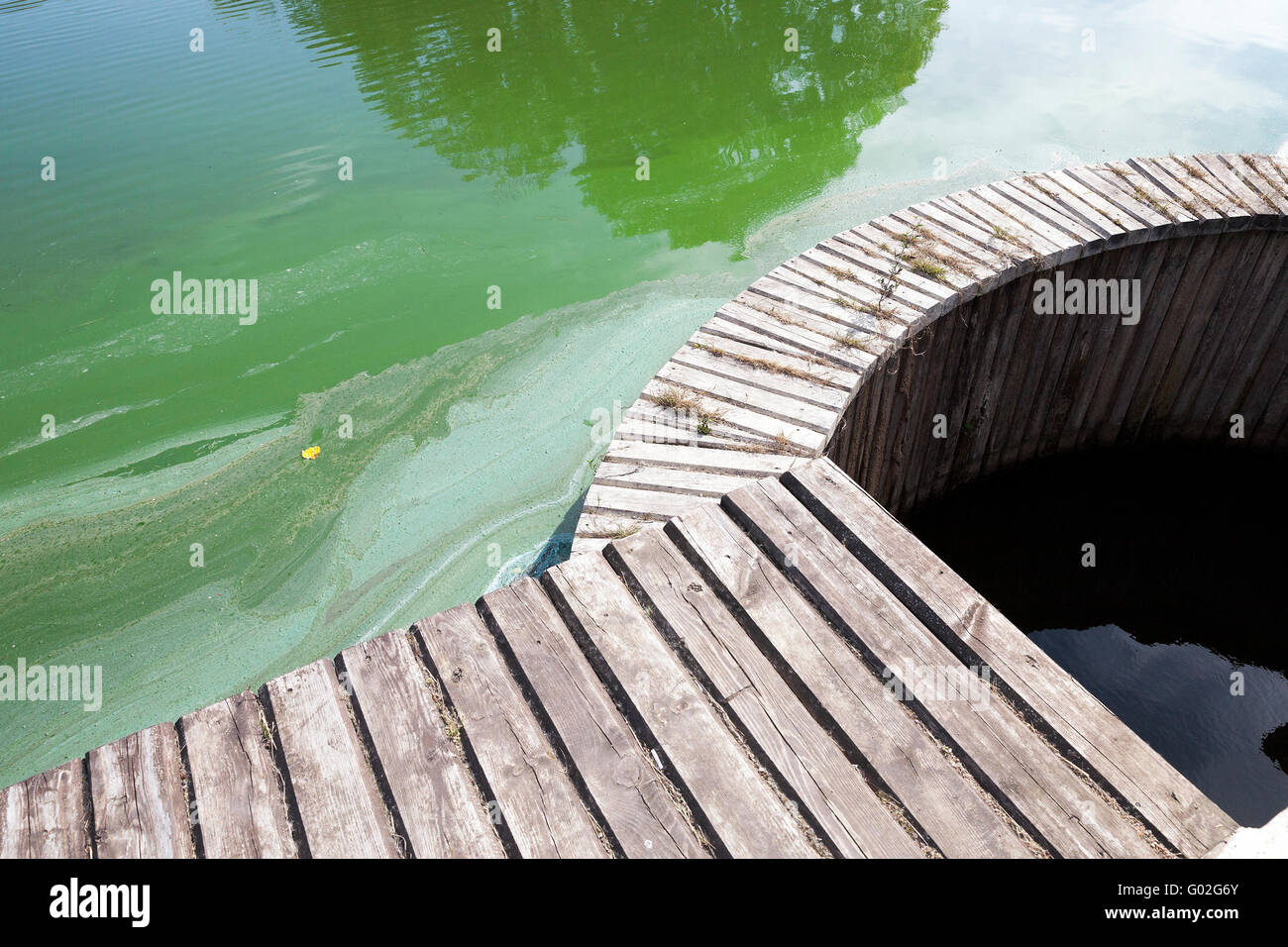 Water in the swamp Stock Photo - Alamy