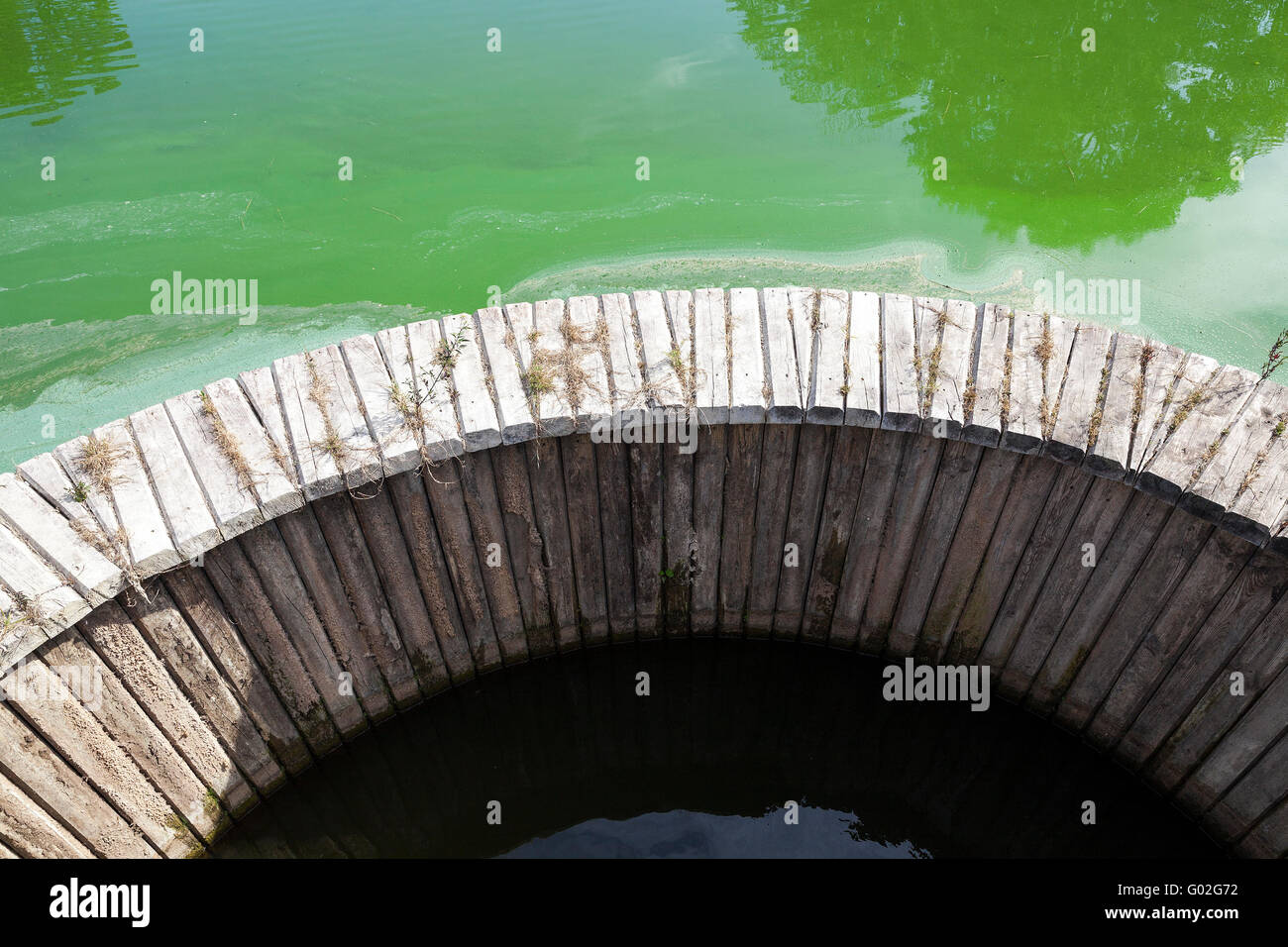 green swamp, close-up Stock Photo - Alamy