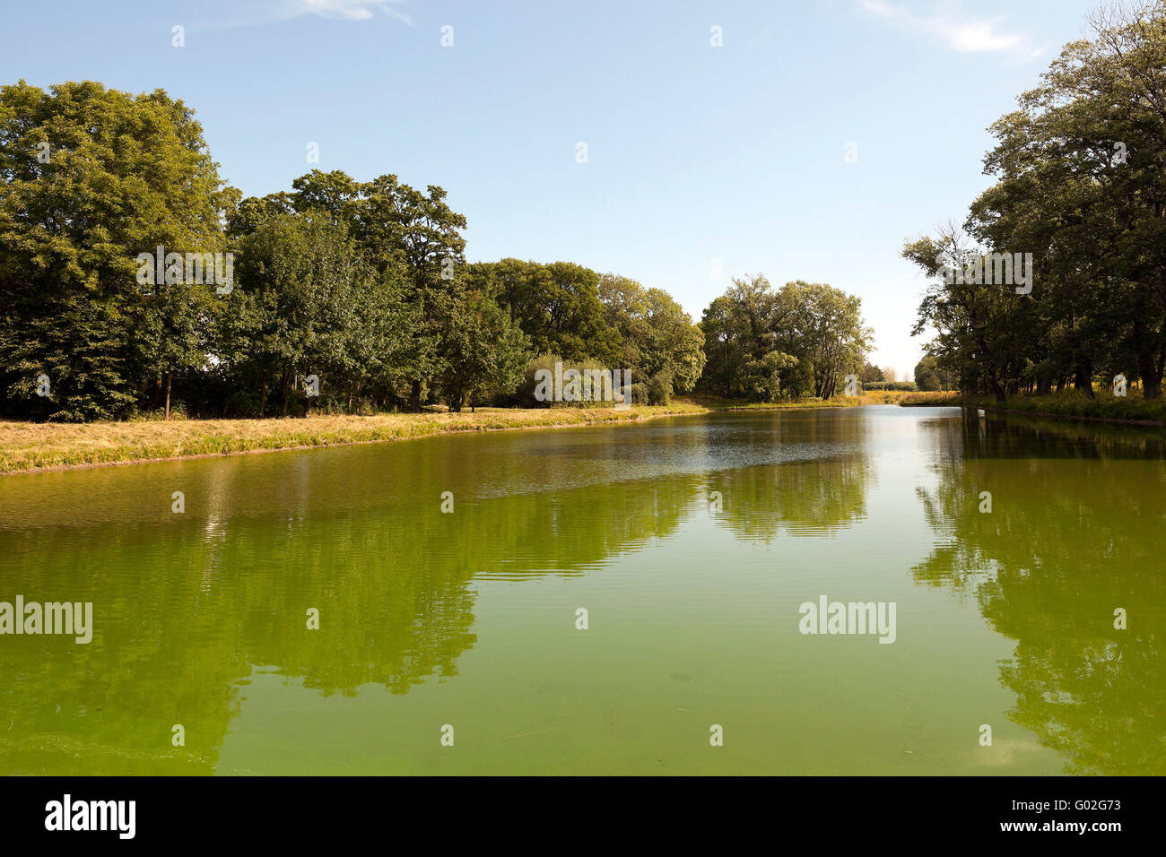 green swamp, close-up Stock Photo - Alamy