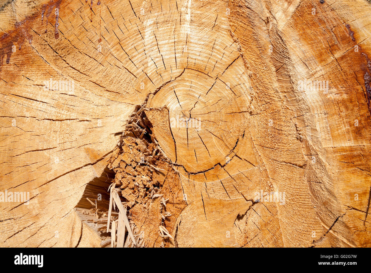 cut down a tree, close-up Stock Photo - Alamy