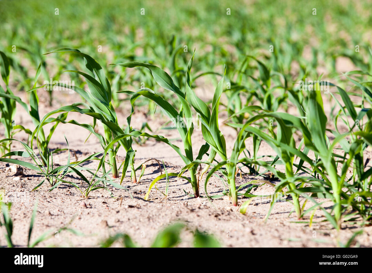 agricultural field with corn Stock Photo - Alamy