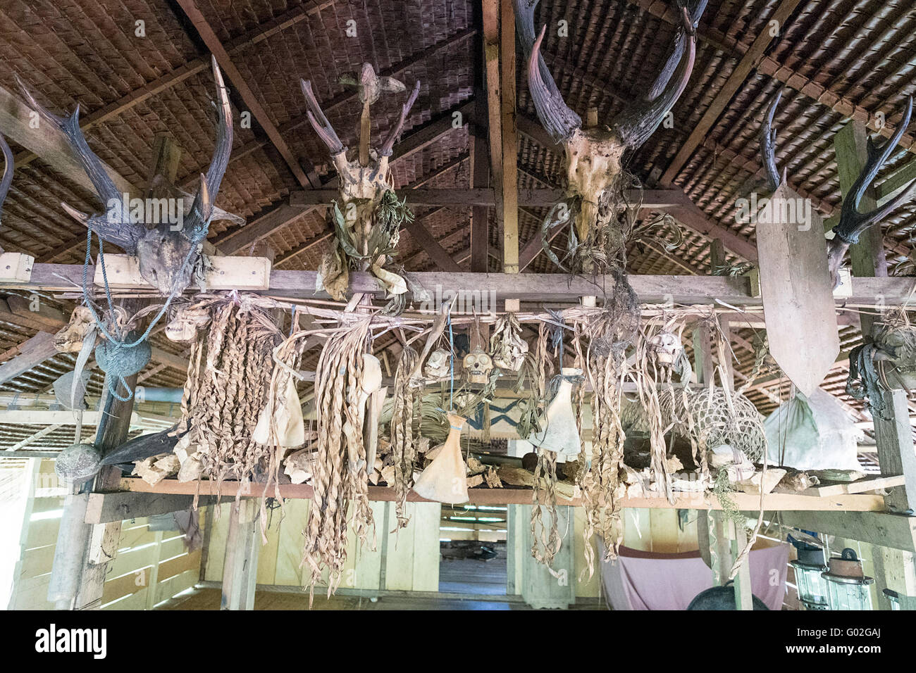 Animal skull as a decoration inside mentawai tribe house in Muara ...