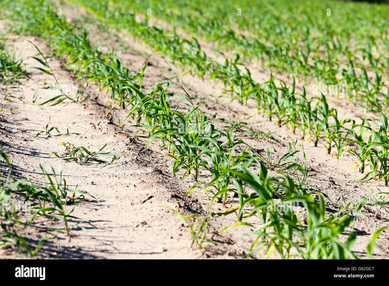 green corn. Spring Stock Photo - Alamy