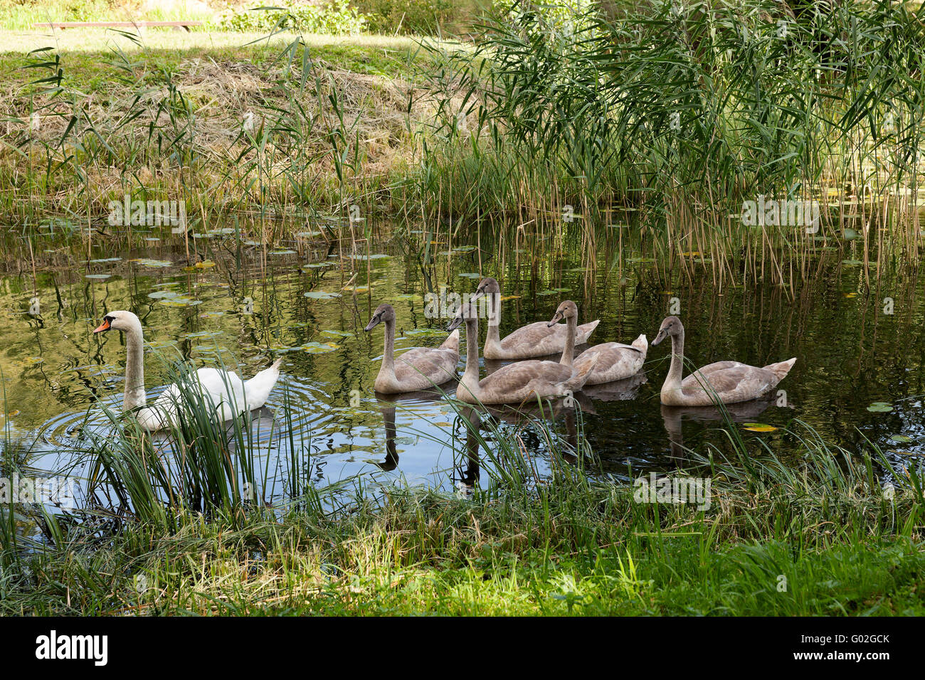 Swans family pond Stock Photo - Alamy