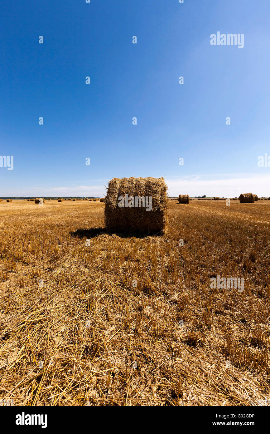 haystacks straw lying in the agricultural field after harvesting cereal ...