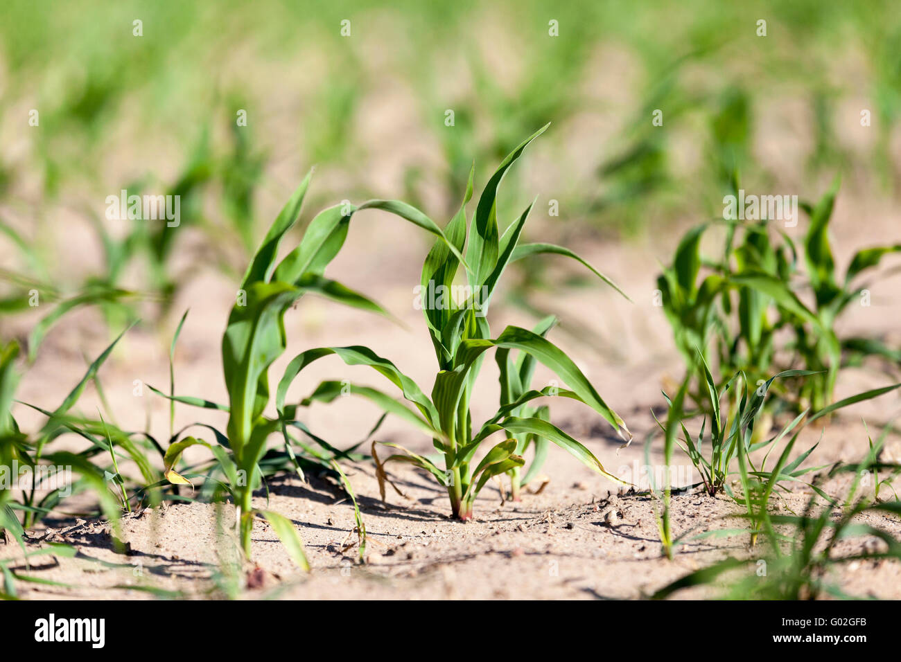 green corn. Spring Stock Photo - Alamy