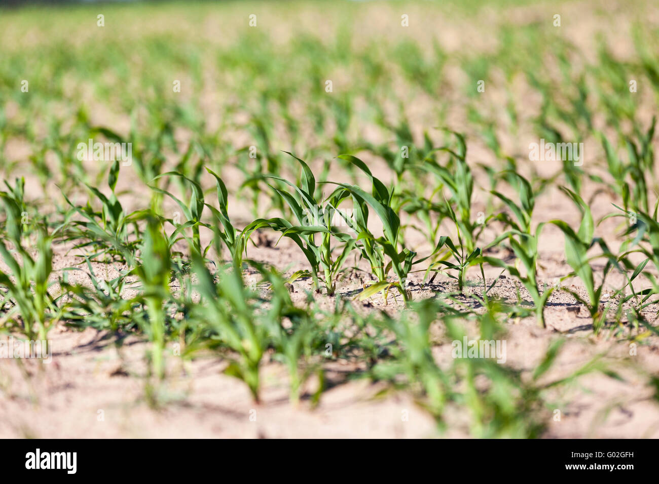 green corn. Spring Stock Photo - Alamy